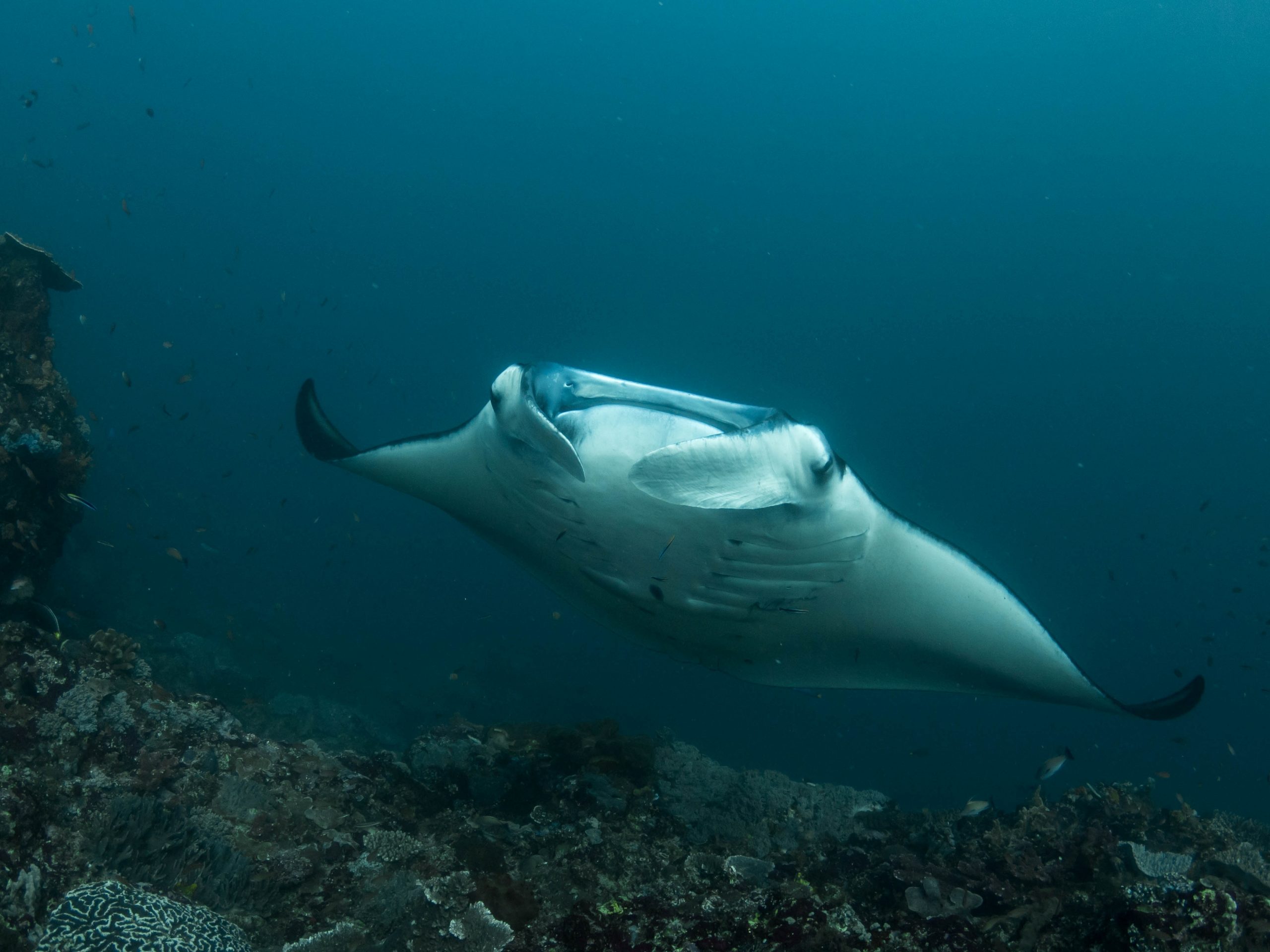 Manta Ray Liveaboard Diving Experiences in Indonesia